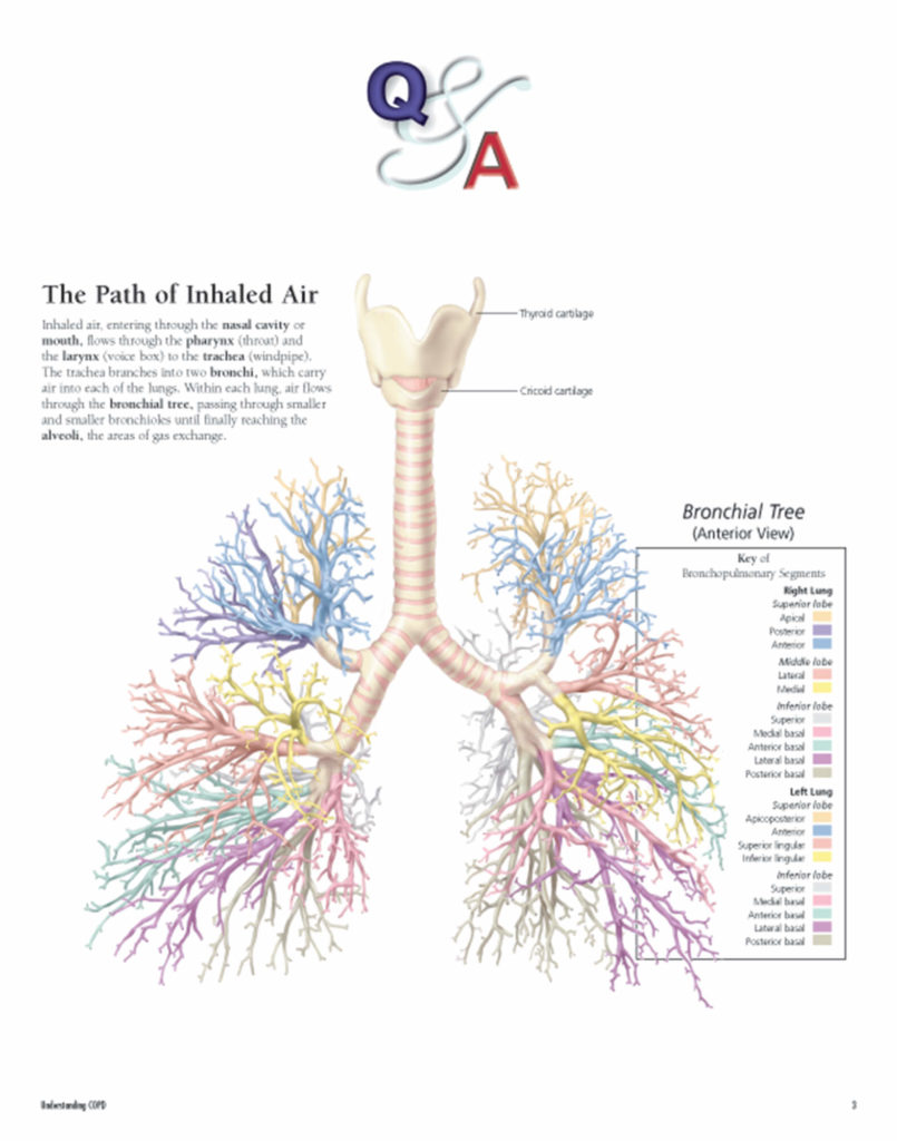 Understanding COPD Flip Chart | Scientific Publishing