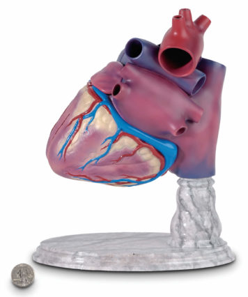 Giant Heart Model | Scientific Publishing
