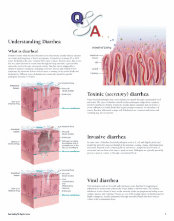 Understanding The Digestive System Flip Chart - Scientific Publishing