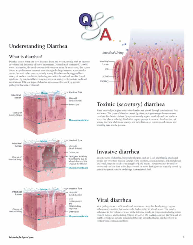 Understanding The Digestive System Flip Chart | Scientific Publishing Understanding The Digestive System Flip Chart | Scientific Publishing