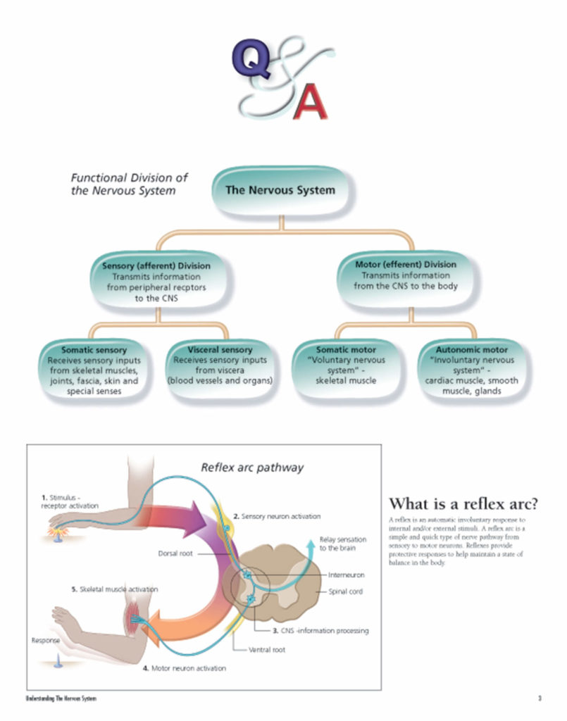 Understanding The Nervous System Flip Chart | Scientific Publishing