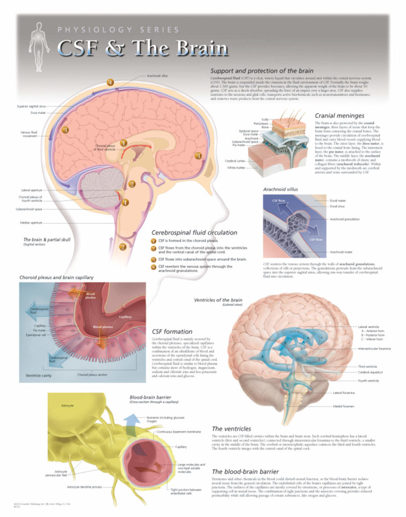 CSF and the Brain | Scientific Publishing