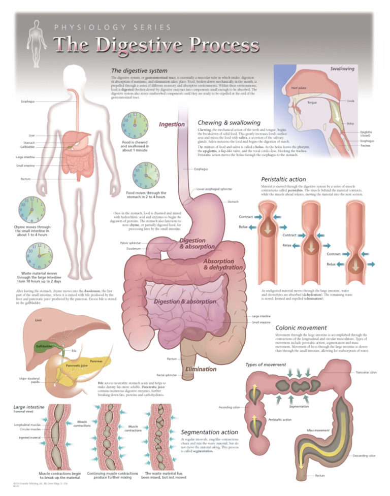 Laminated Anatomy Wall Chart Digestive System Diseases Chart ...