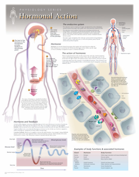 Hormonal Action - Scientific Publishing