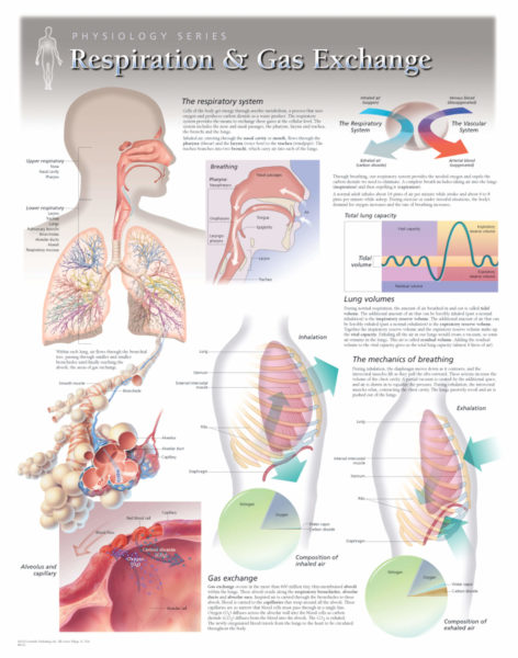 Respiration and Gas Exchange | Scientific Publishing