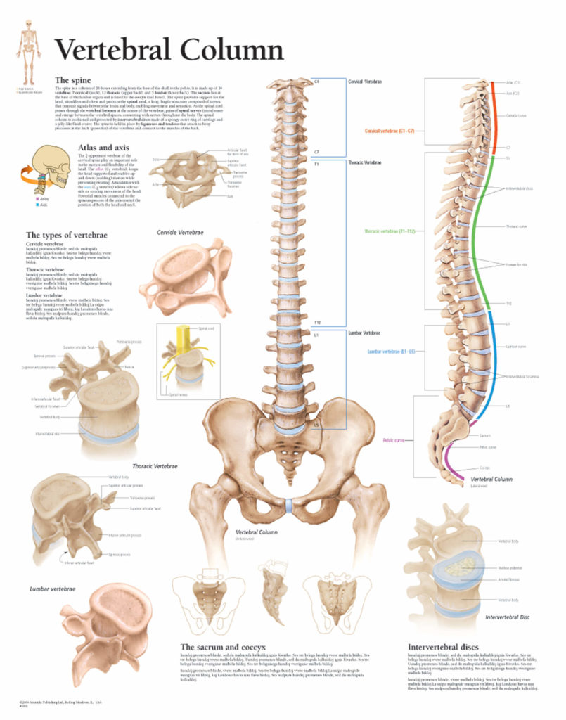 Vertebral Column Scientific Publishing