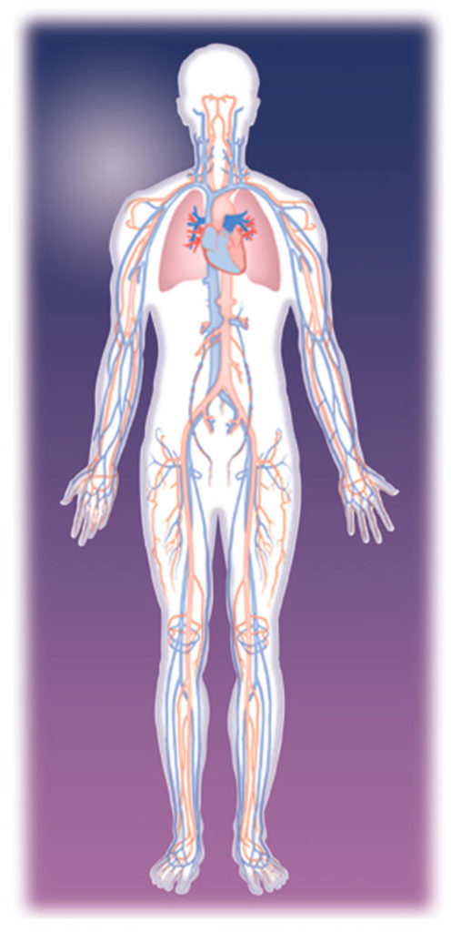 Systemic Anatomy | Scientific Publishing