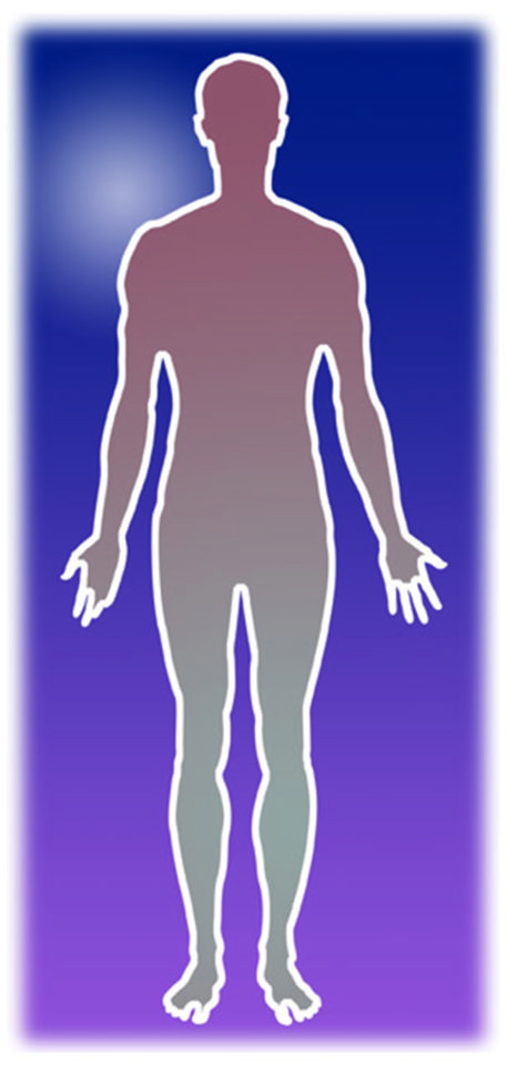 Systemic Anatomy Archives - Scientific Publishing