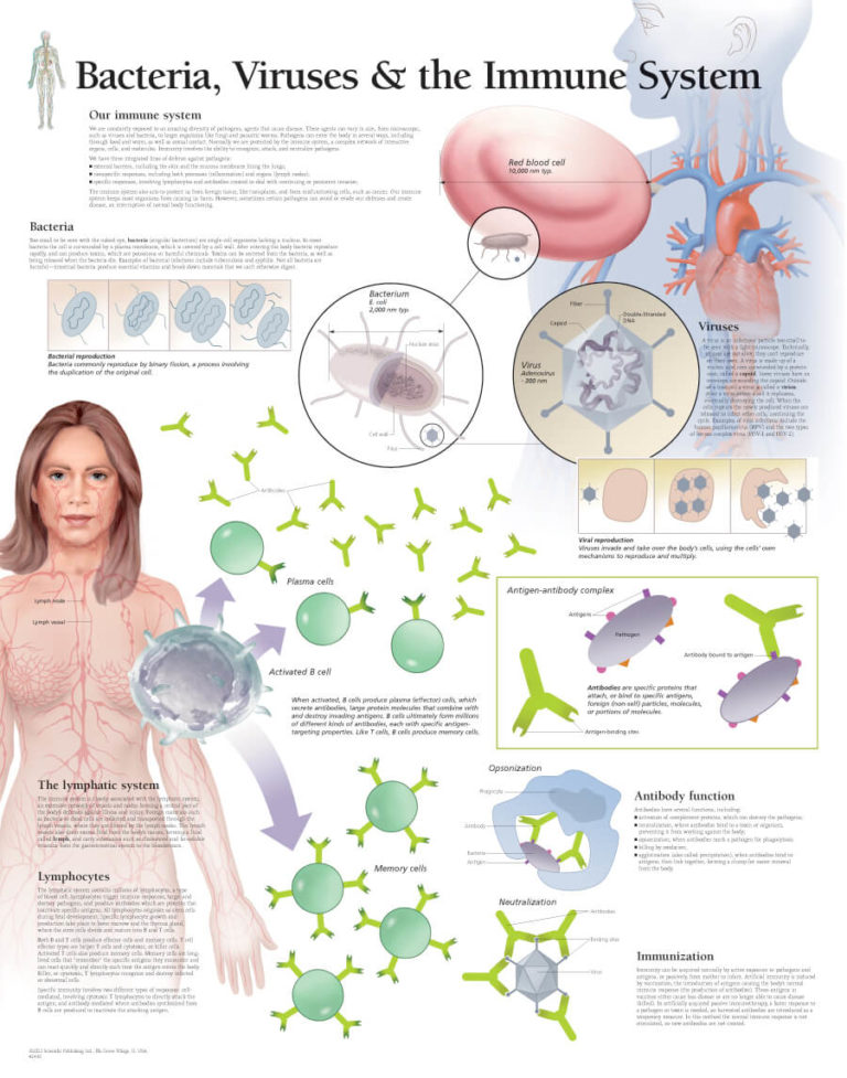Bacteria, Virusis & the Immune System | Scientific Publishing