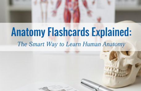 Anatomy Flashcards Explained for Smarter Anatomy Learning